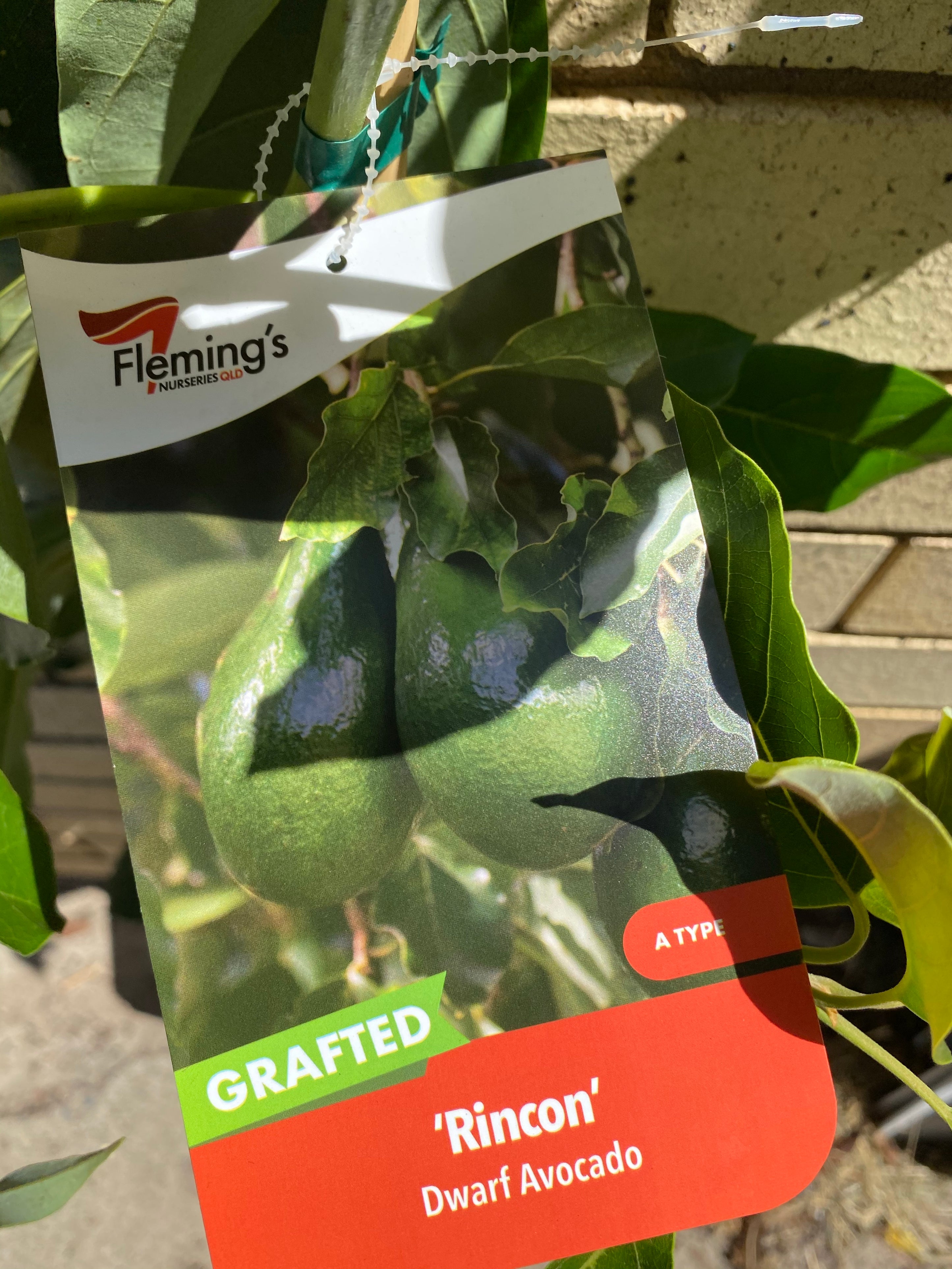 Super Dwarf Avocado- Rincon – Fruitopia Nursery