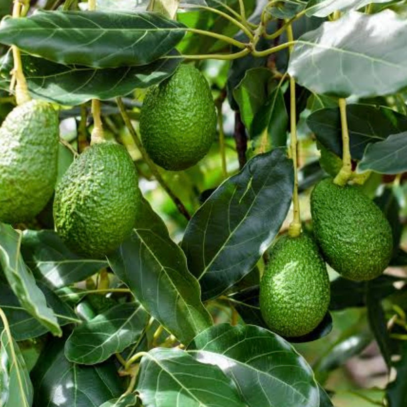 Avocado - Janelle (Small) – Fruitopia Nursery