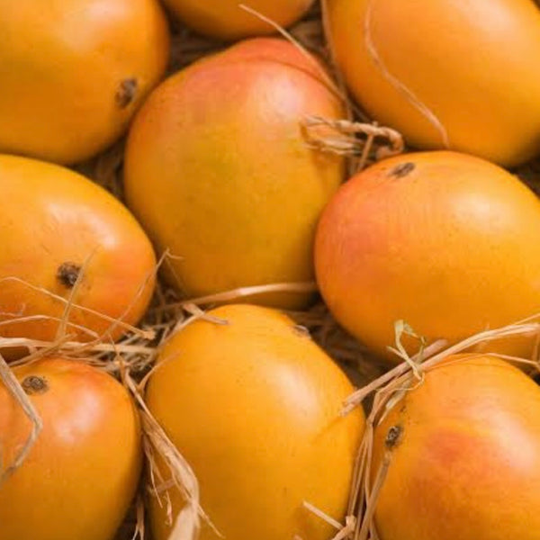 Mango - Alphonso – Fruitopia Nursery