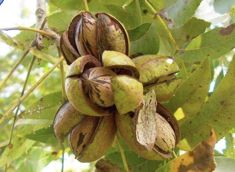 Grafted Pecan Nut Tree Pair – Fruitopia Nursery