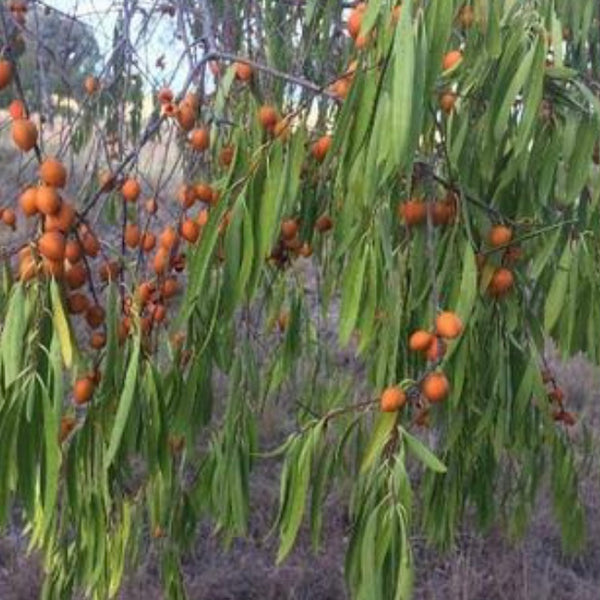 Gumbi Gumbi – Fruitopia Nursery
