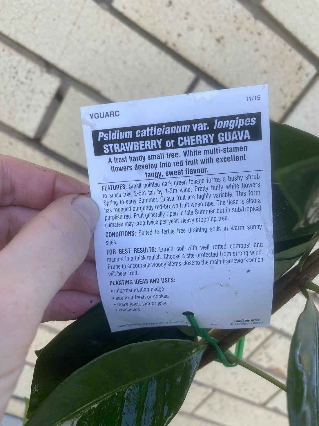 Guava - Red Cherry – Fruitopia Nursery