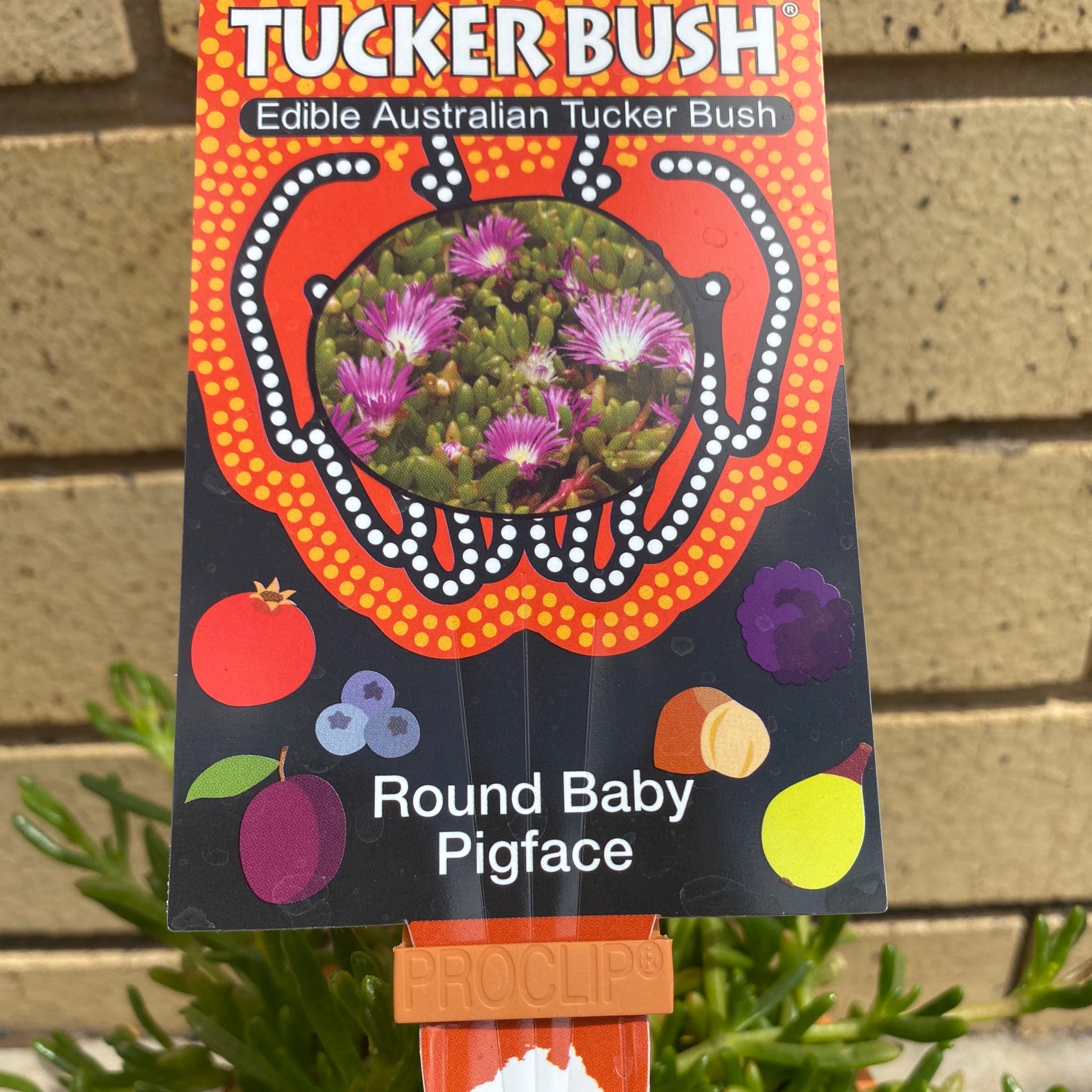 Round Baby Pig Face – Fruitopia Nursery