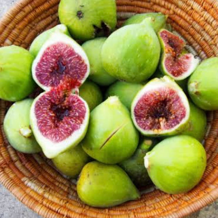Fig - White Adriatic – Fruitopia Nursery