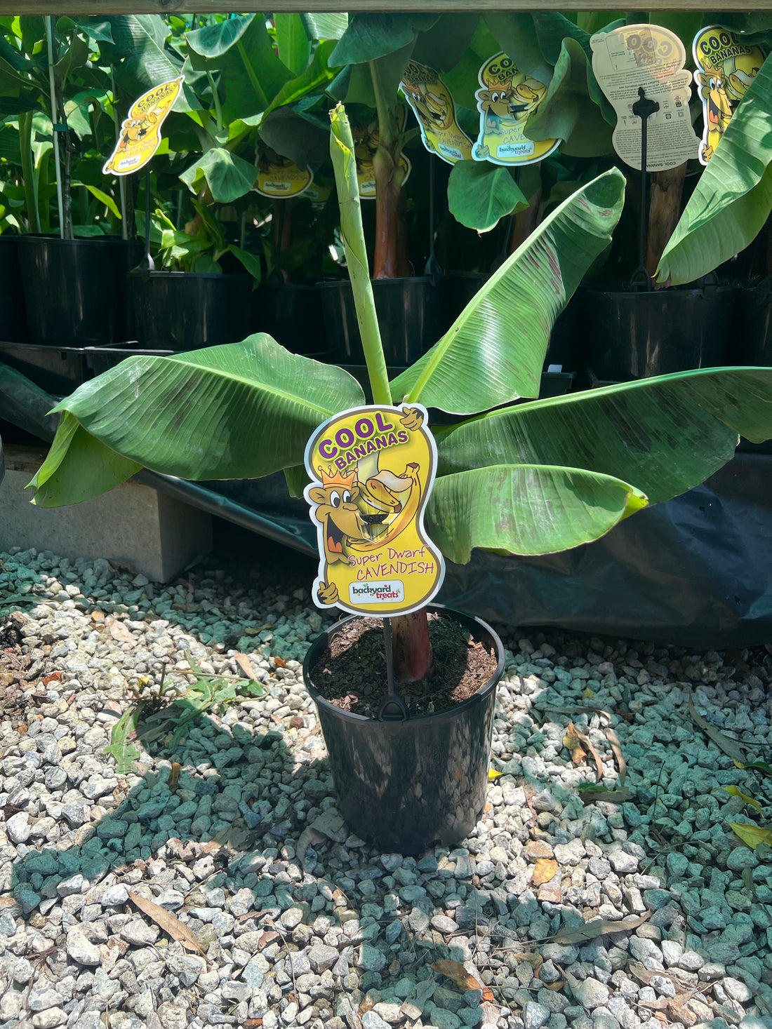 Banana - Super Dwarf Cavendish RESTRICTED TO SE QLD – Fruitopia Nursery