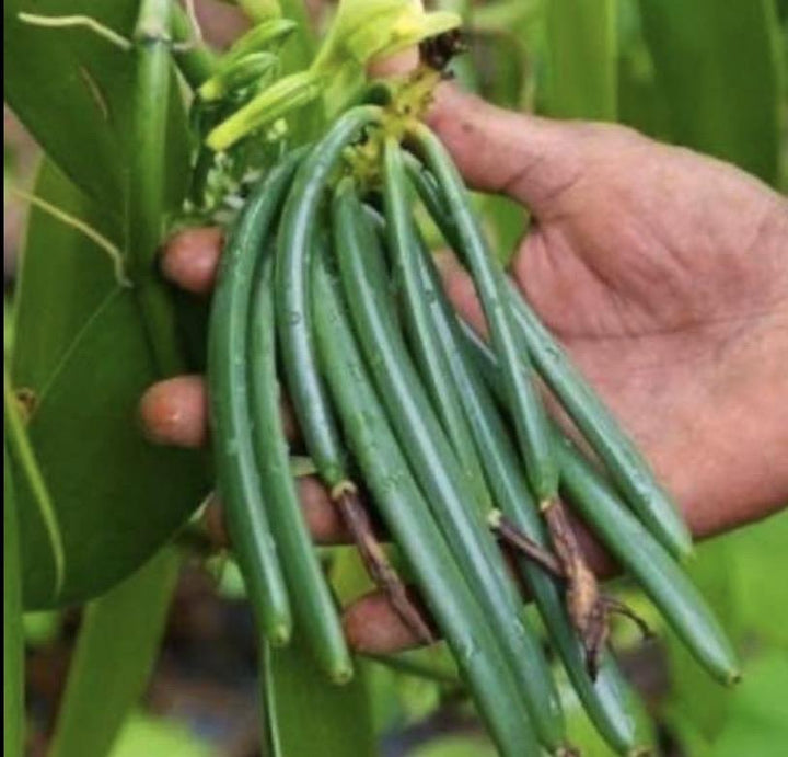 Buy Fruit Trees Online – Fruitopia Nursery