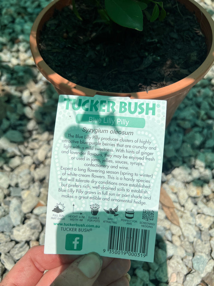 Blue Lilly Pilly – Fruitopia Nursery