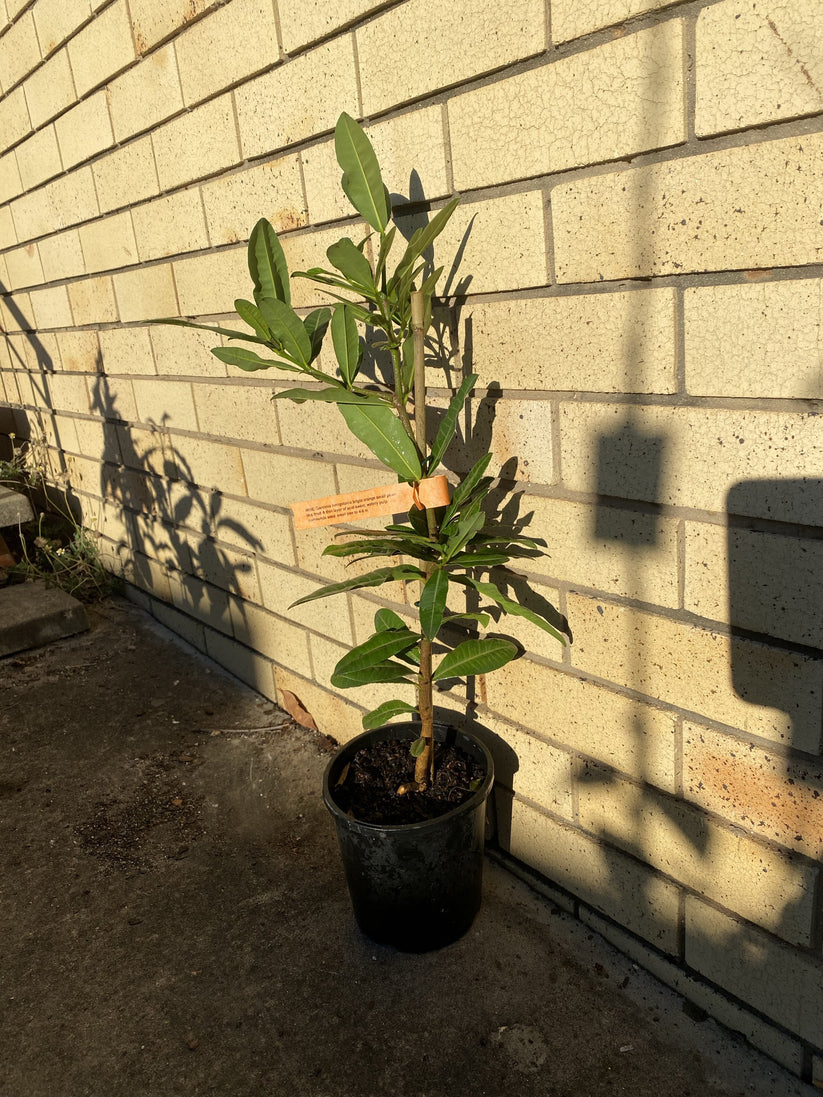 Imbe – Fruitopia Nursery