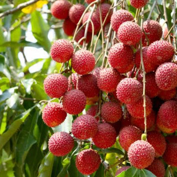 Buy Fruit Trees Online – Fruitopia Nursery