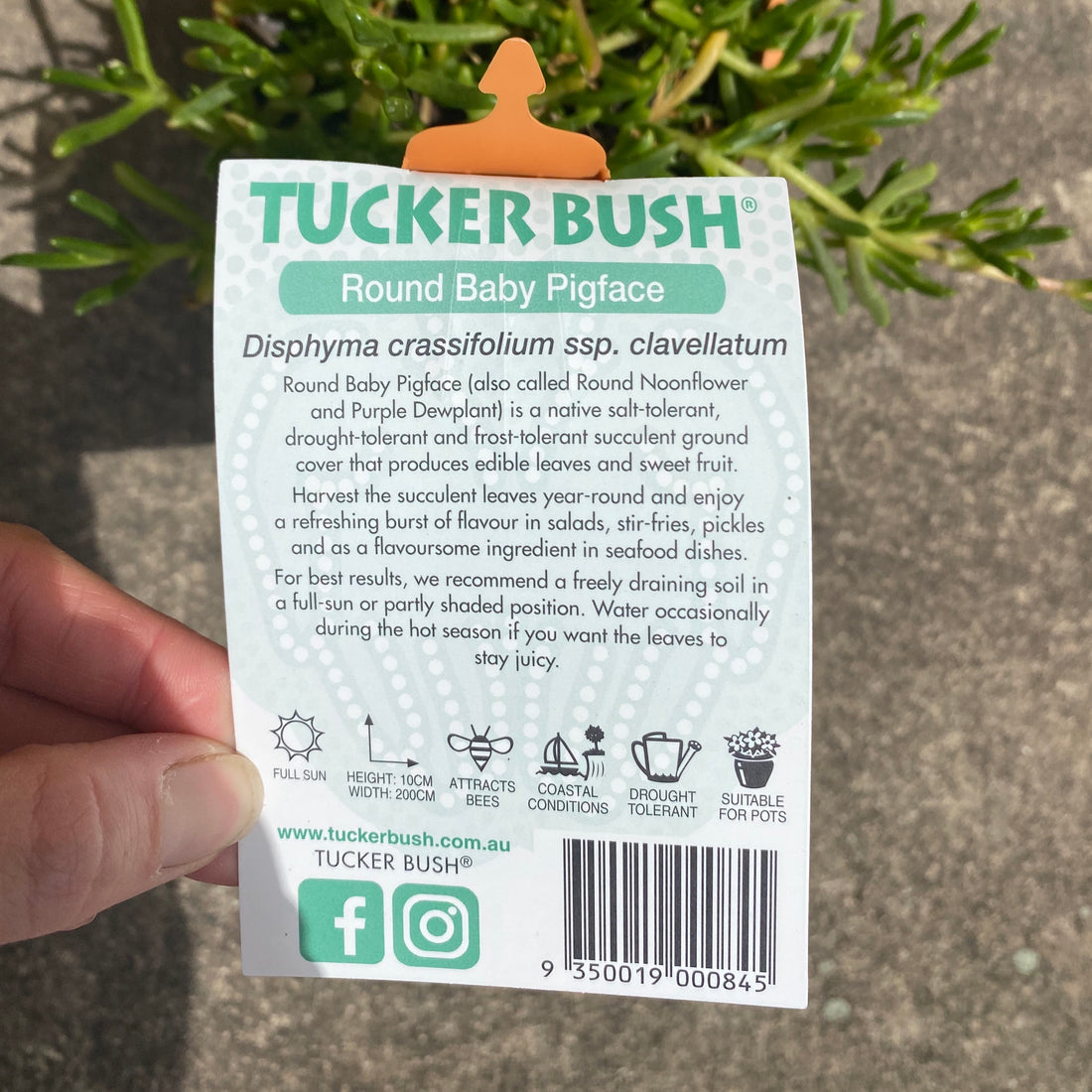 Round Baby Pig Face – Fruitopia Nursery