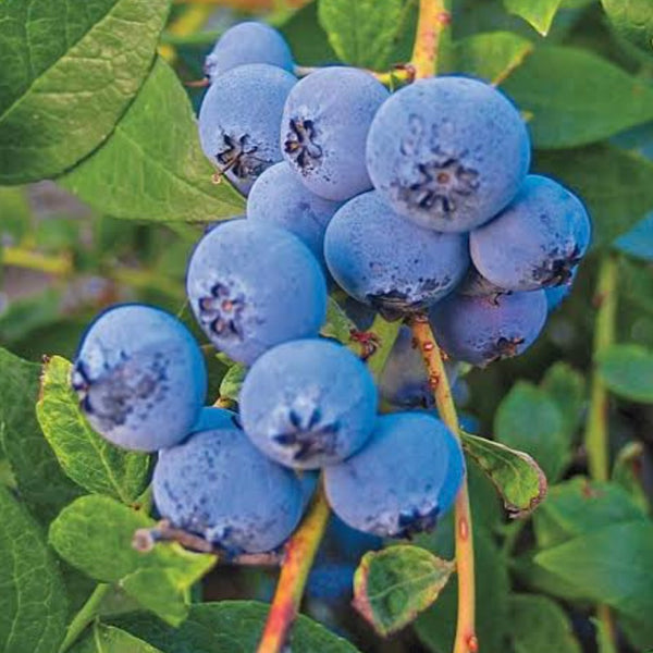 Blueberry - Biloxi – Fruitopia Nursery