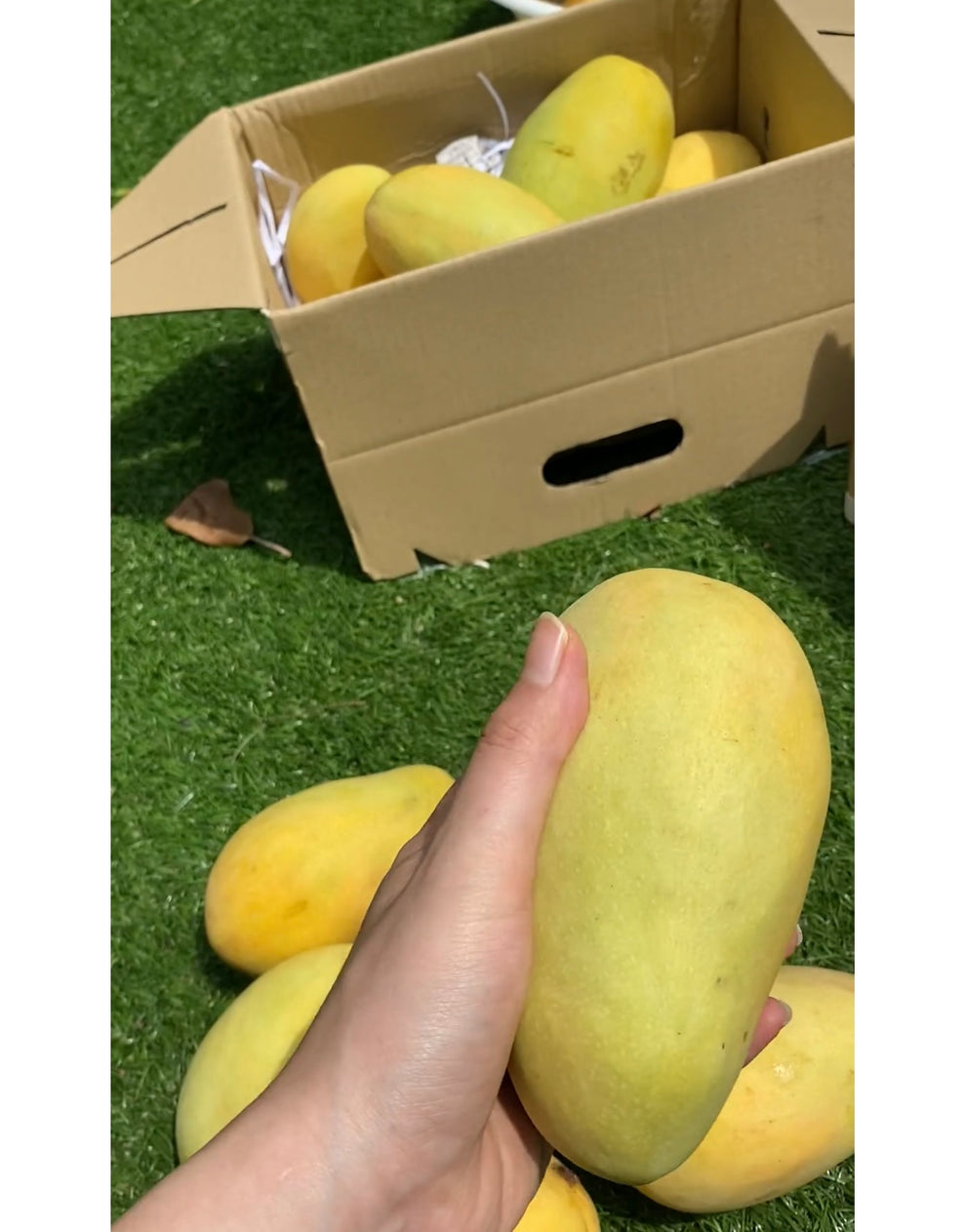 Mango - Harumanis – Fruitopia Nursery