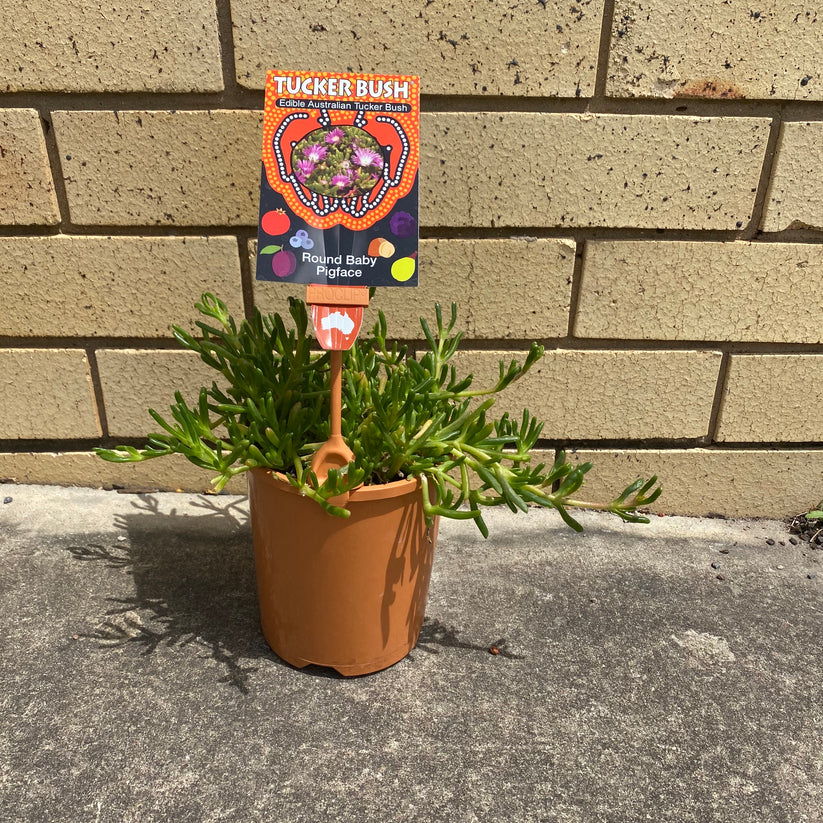 Round Baby Pig Face – Fruitopia Nursery