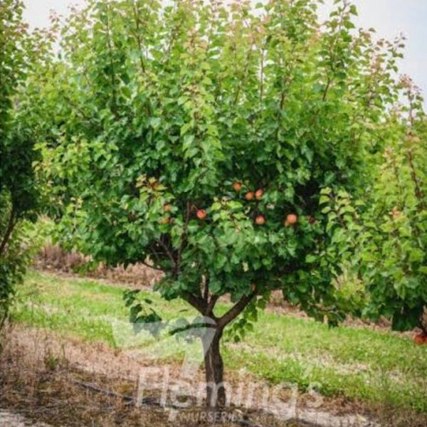 Apricot - Divinity – Fruitopia Nursery