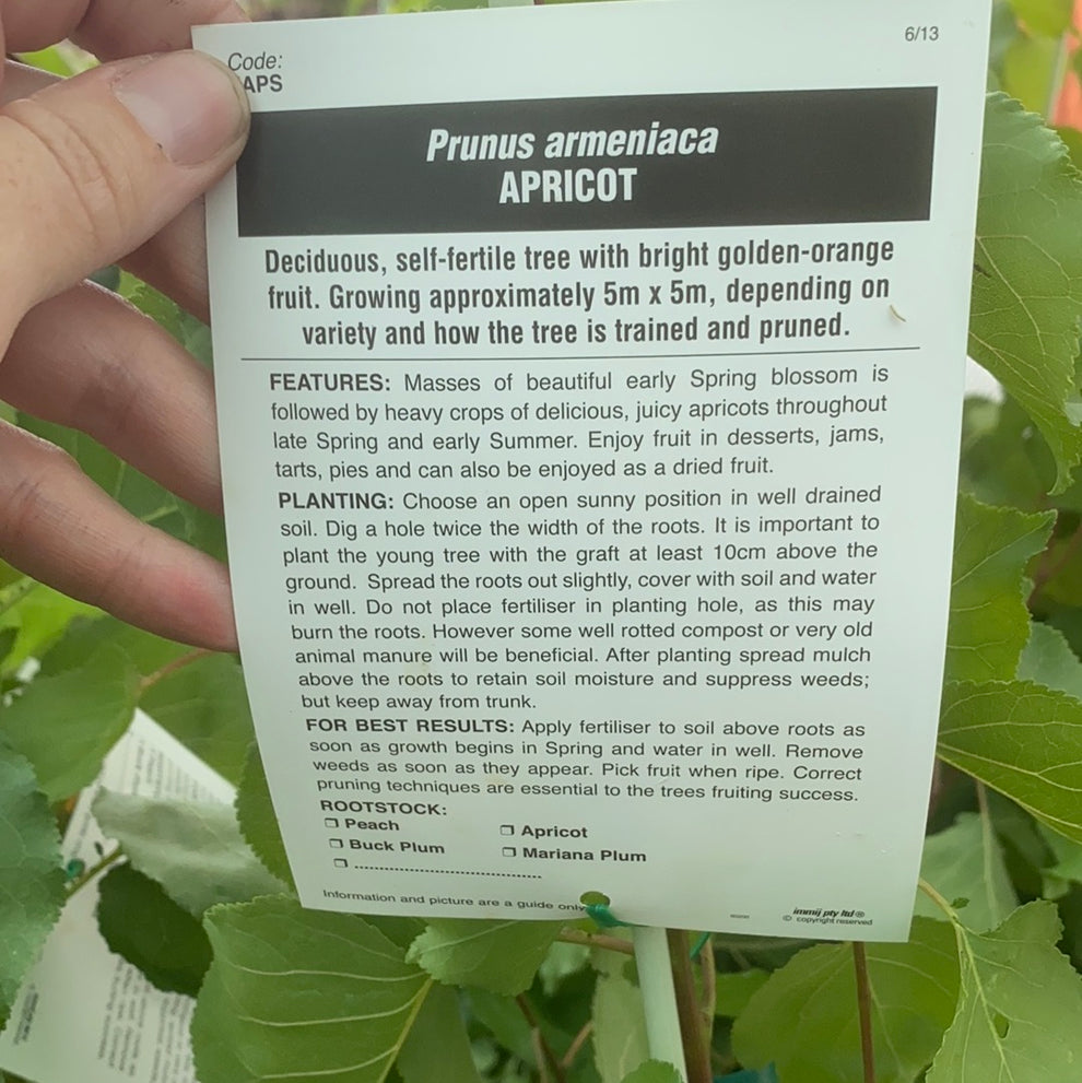 Dwarf Apricot - Bulida – Fruitopia Nursery