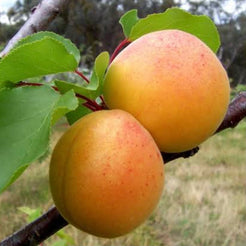Dwarf Apricot - Bulida – Fruitopia Nursery