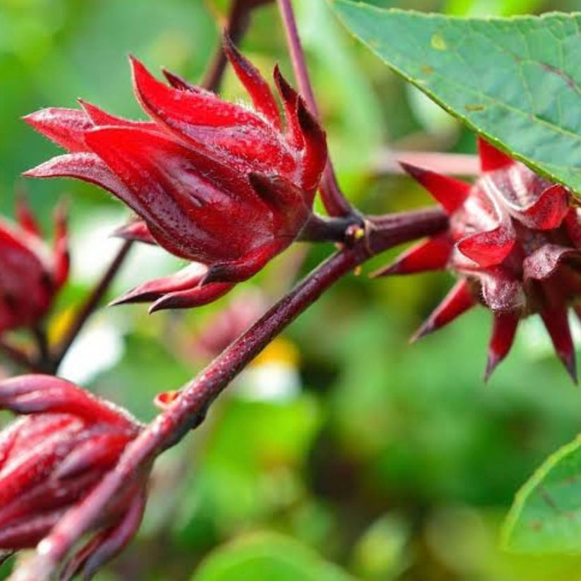 Rosella – Fruitopia Nursery