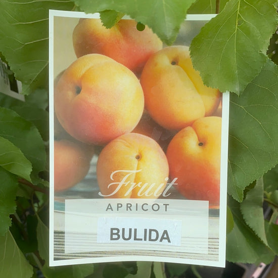Dwarf Apricot - Bulida – Fruitopia Nursery