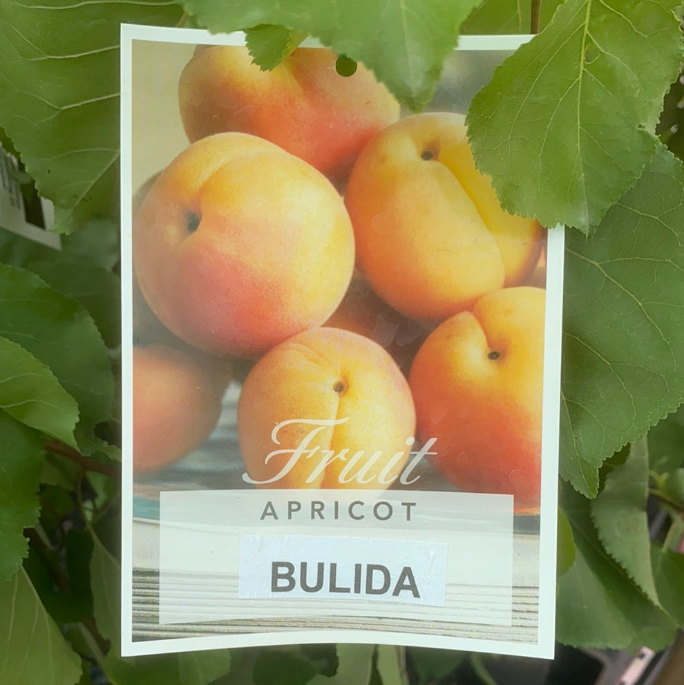 Dwarf Apricot - Bulida – Fruitopia Nursery