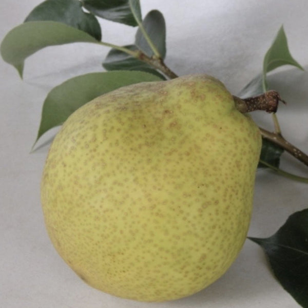 Nashi Pear - Sunshu – Fruitopia Nursery