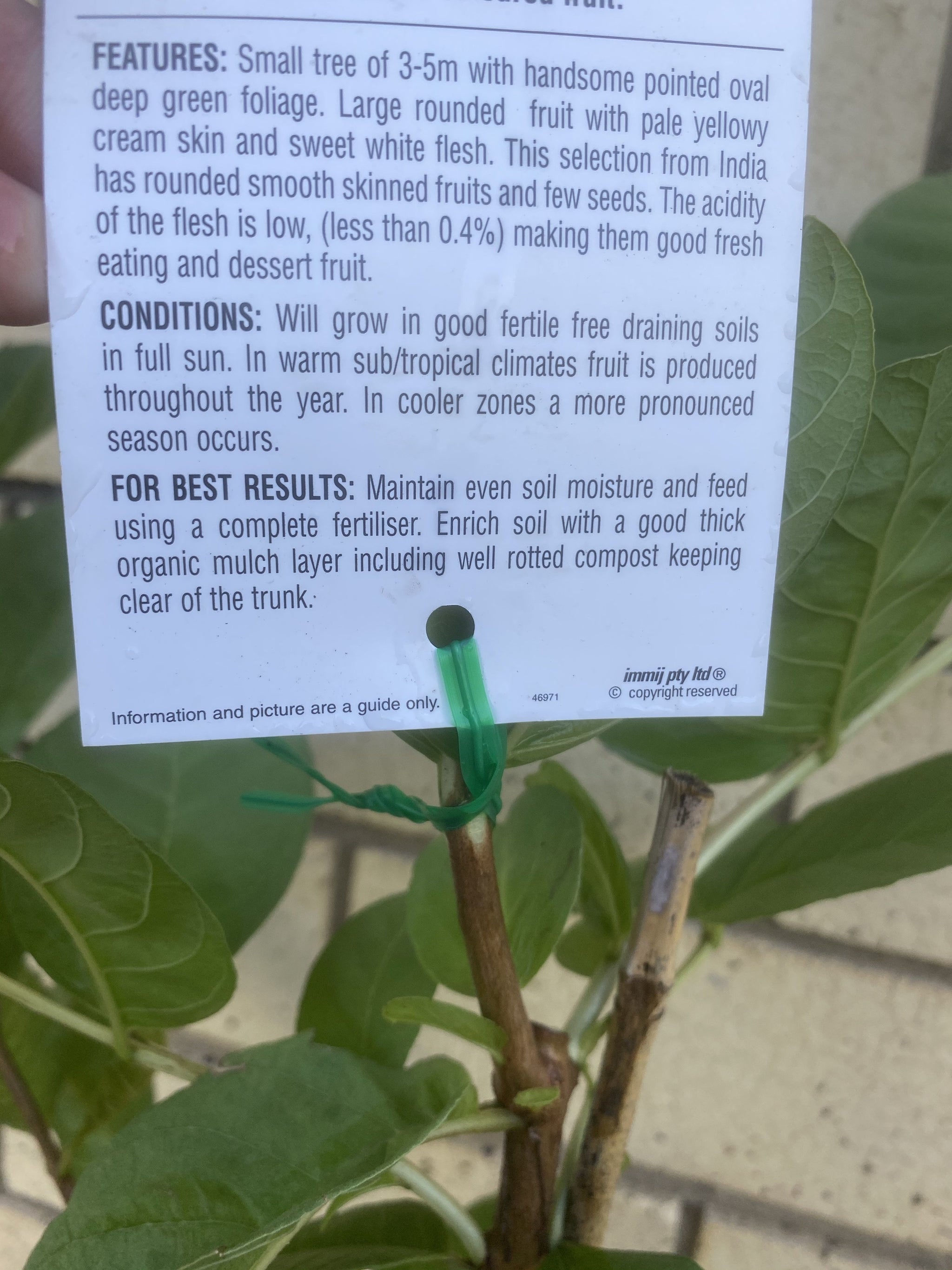 Guava - Mexican Cream – Fruitopia Nursery