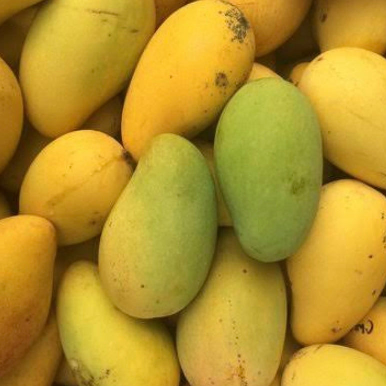 Mango - Choc Anon – Fruitopia Nursery