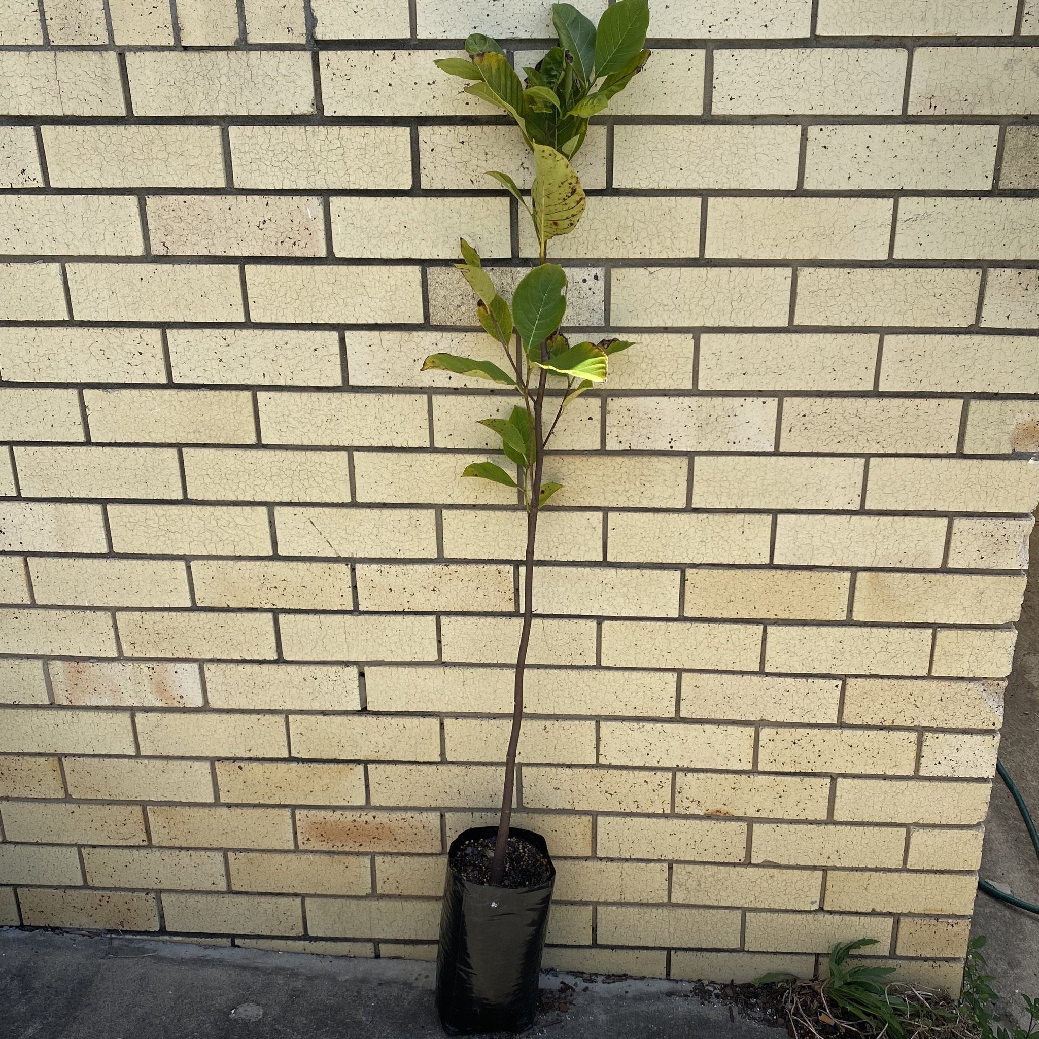 Jackfruit - Galaxy – Fruitopia Nursery