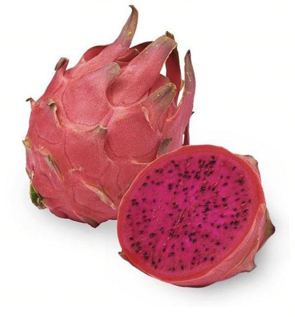 Dragonfruit - Red – Fruitopia Nursery