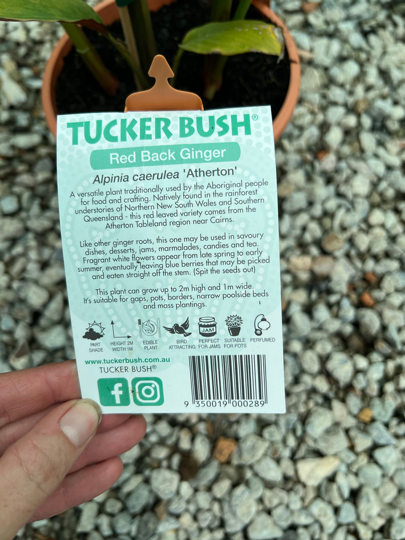 Red Back Ginger – Fruitopia Nursery