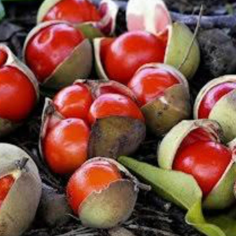 Small Leaf Tamarind – Fruitopia Nursery