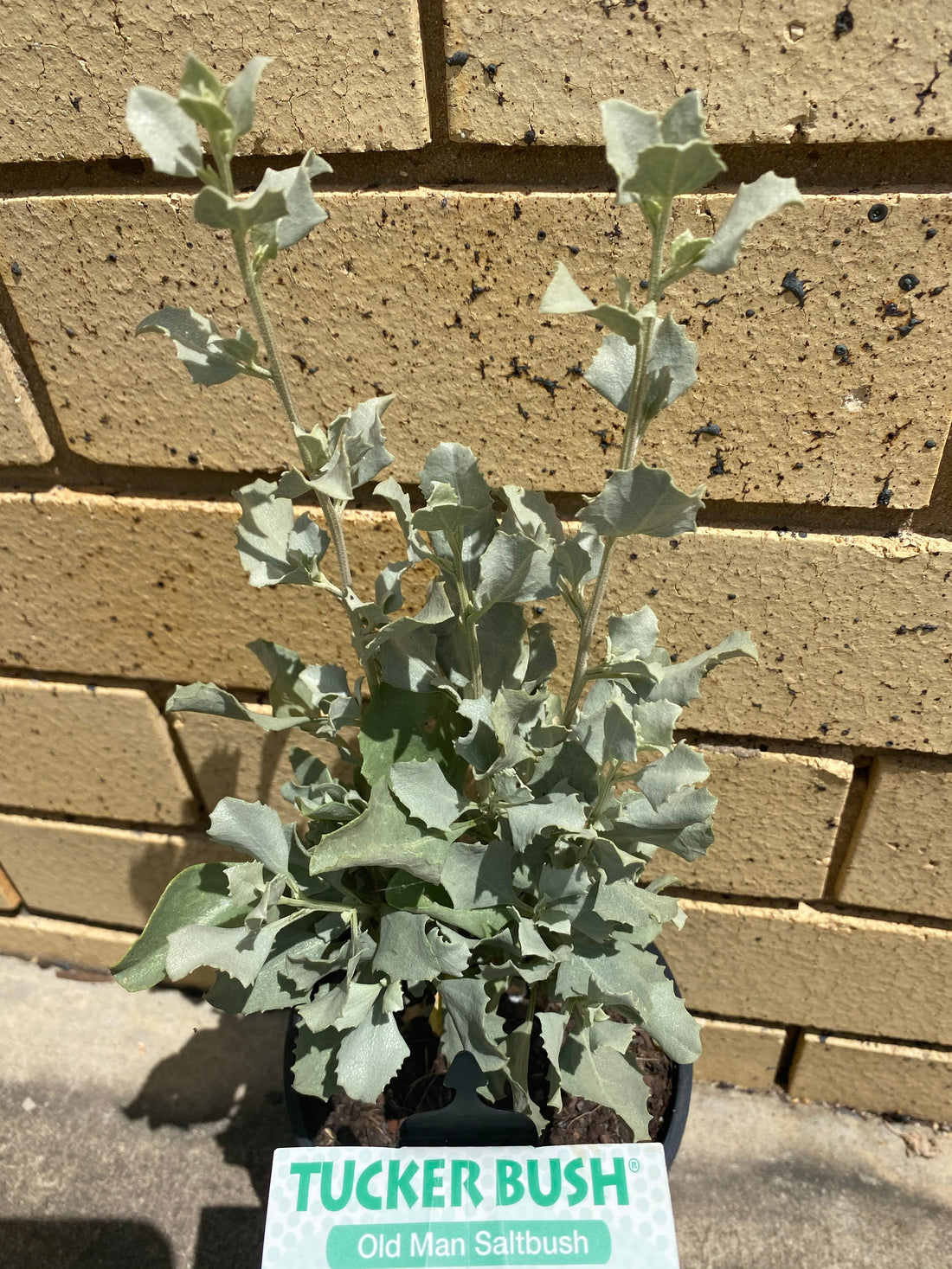 Old Man Salt Bush – Fruitopia Nursery