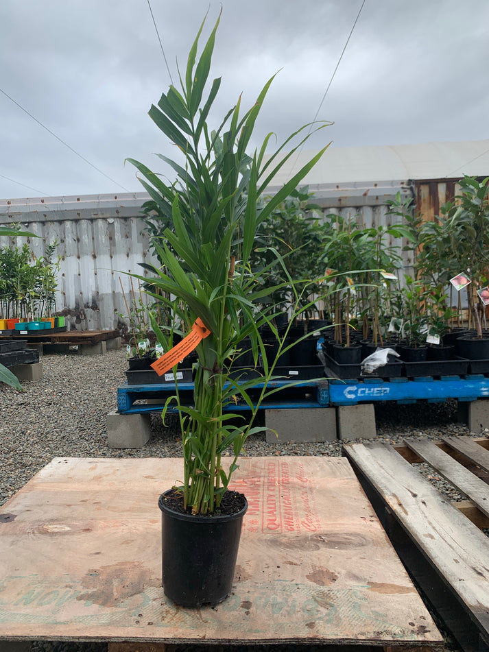 Zingiber (Edible Ginger) – Fruitopia Nursery