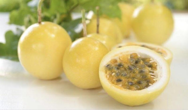 The Classics – Fruitopia Nursery