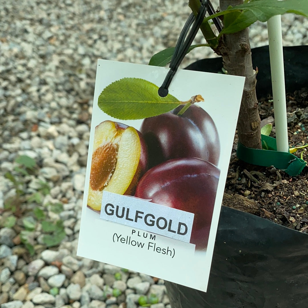 Plum - Double Grafted Satsuma and Gulf Gold – Fruitopia Nursery