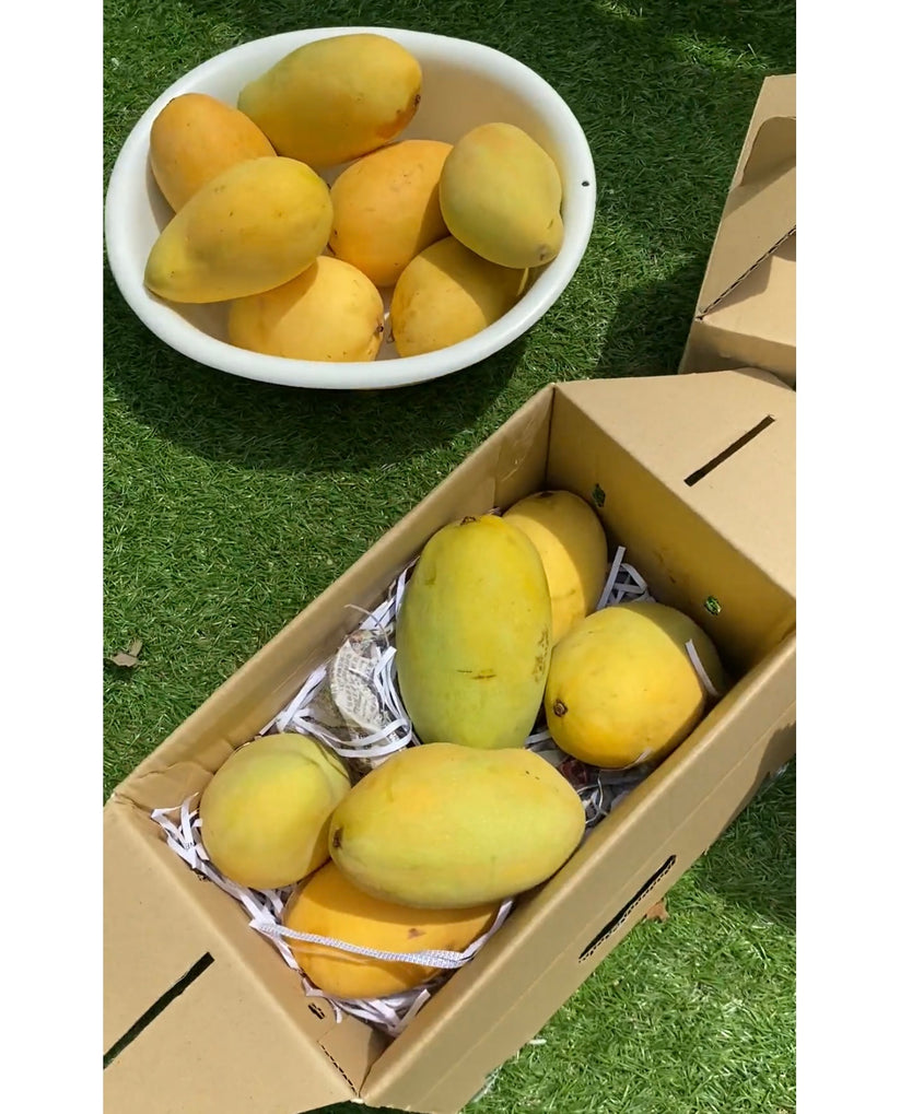 Mango - Harumanis – Fruitopia Nursery