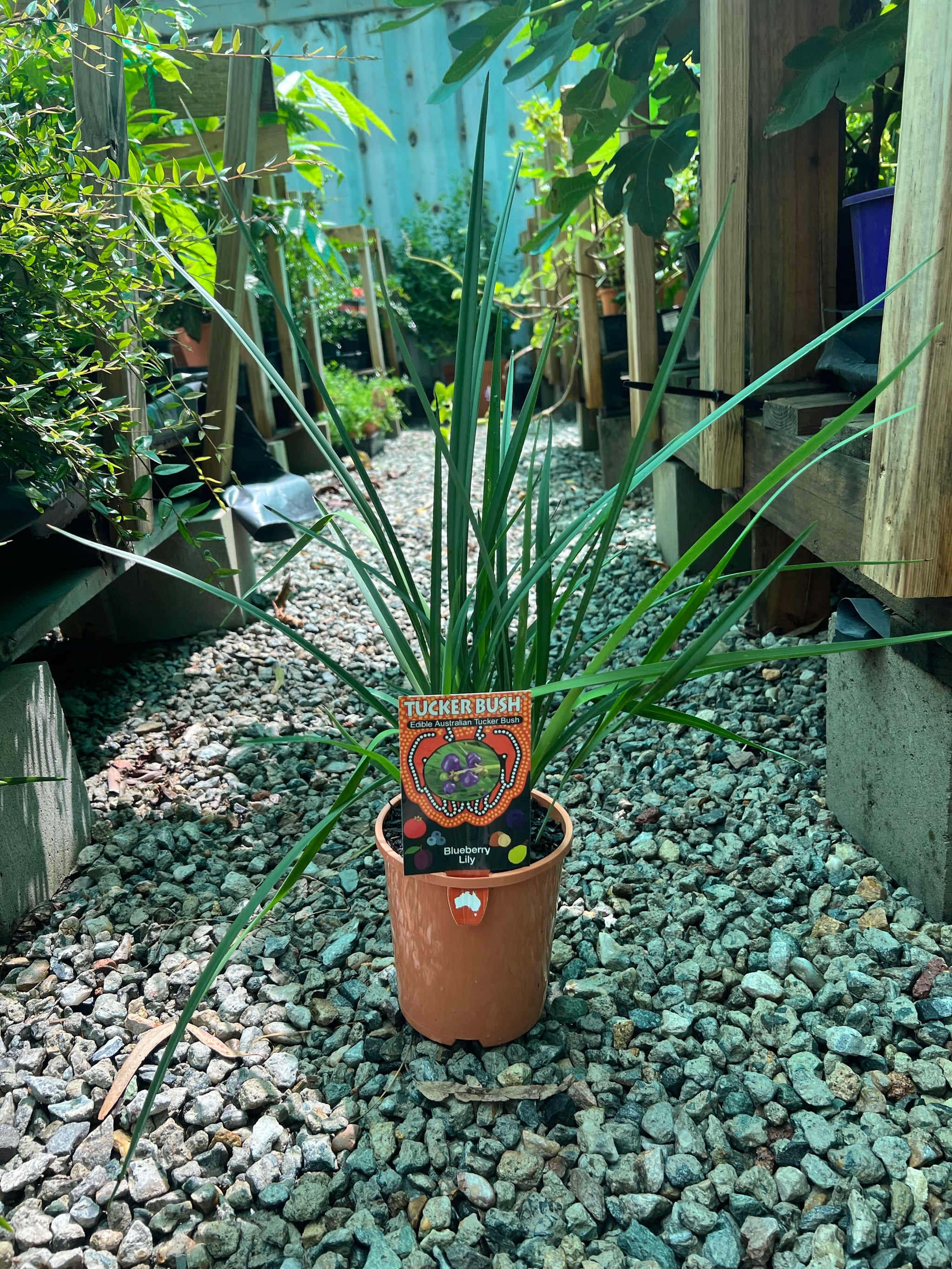 Blueberry Lily – Fruitopia Nursery