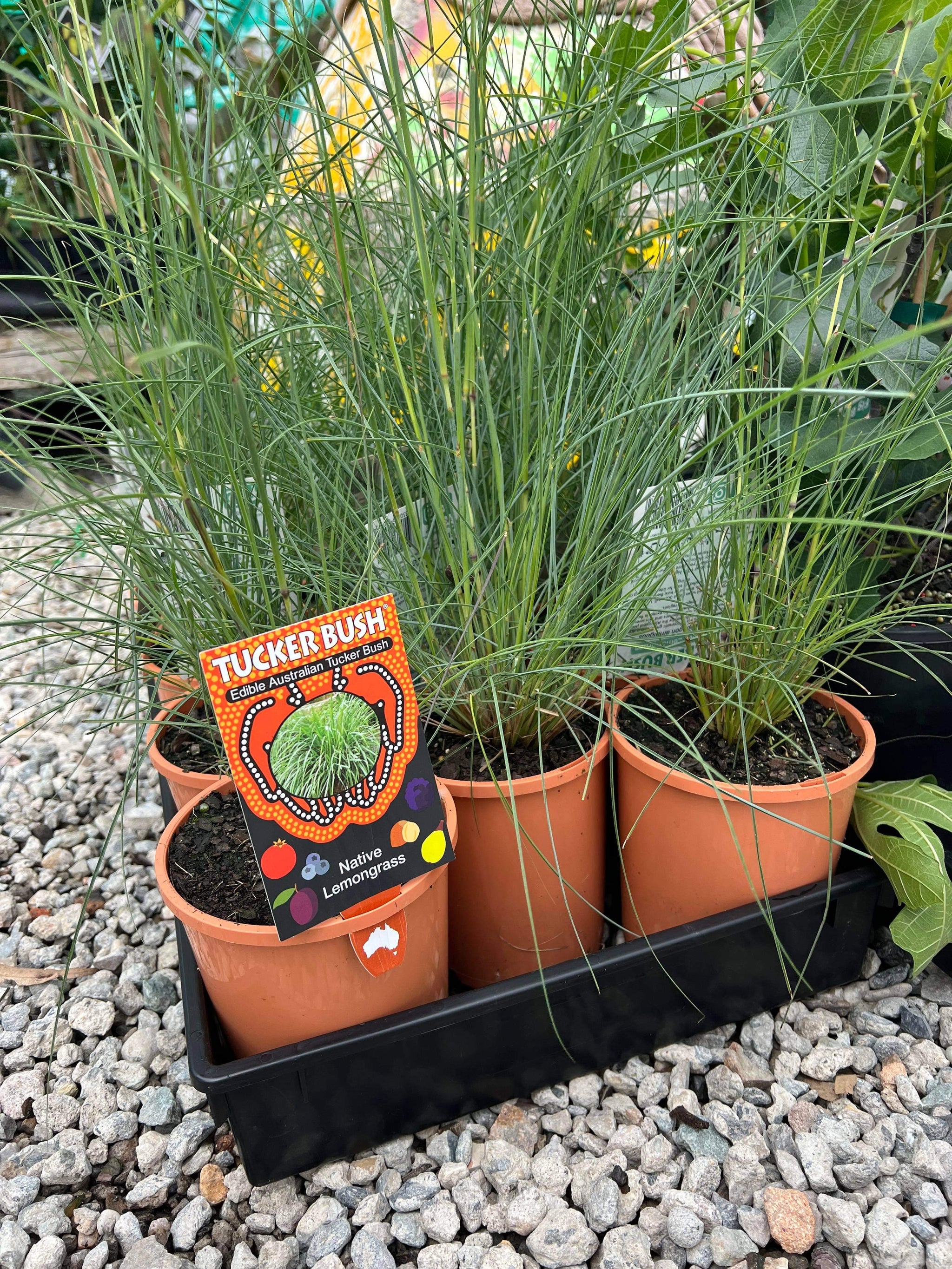 Native Lemon Grass – Fruitopia Nursery