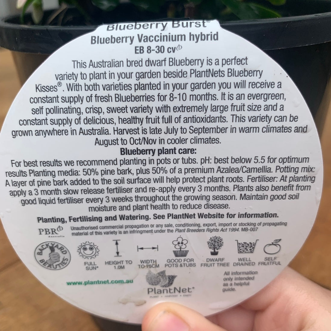 Blueberry - Burst – Fruitopia Nursery