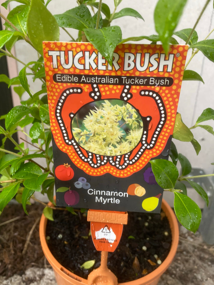 Cinnamon Myrtle – Fruitopia Nursery