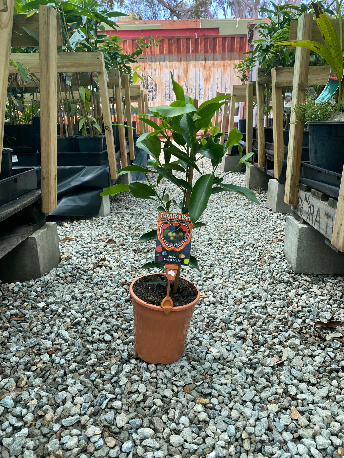 Fraser Island Apple – Fruitopia Nursery