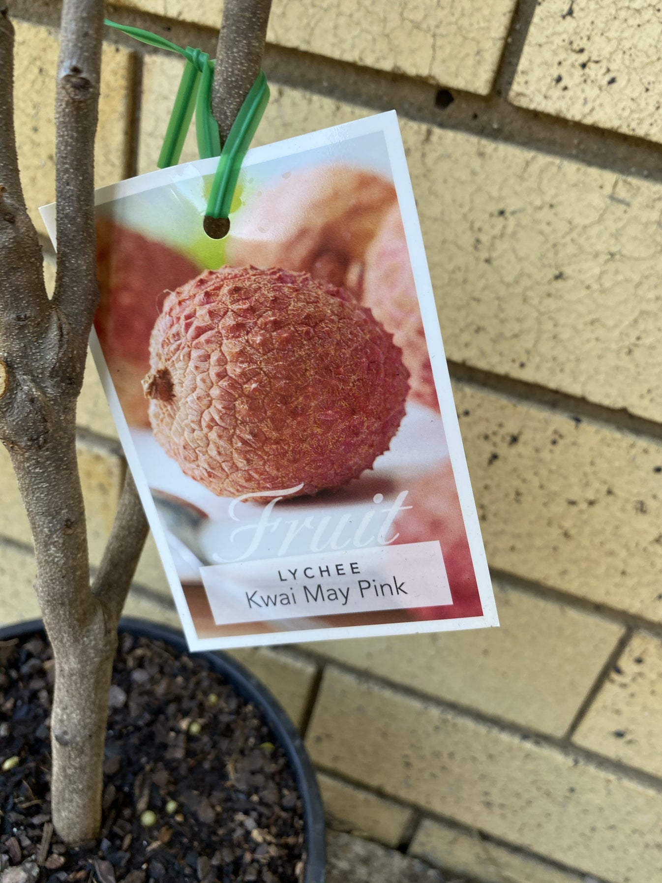 Semi Dwarf Lychee - Kwai Mai Pink – Fruitopia Nursery