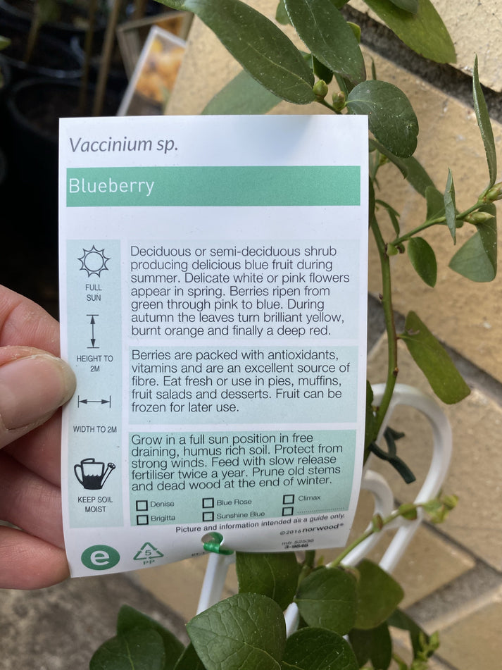Blueberry - Biloxi – Fruitopia Nursery