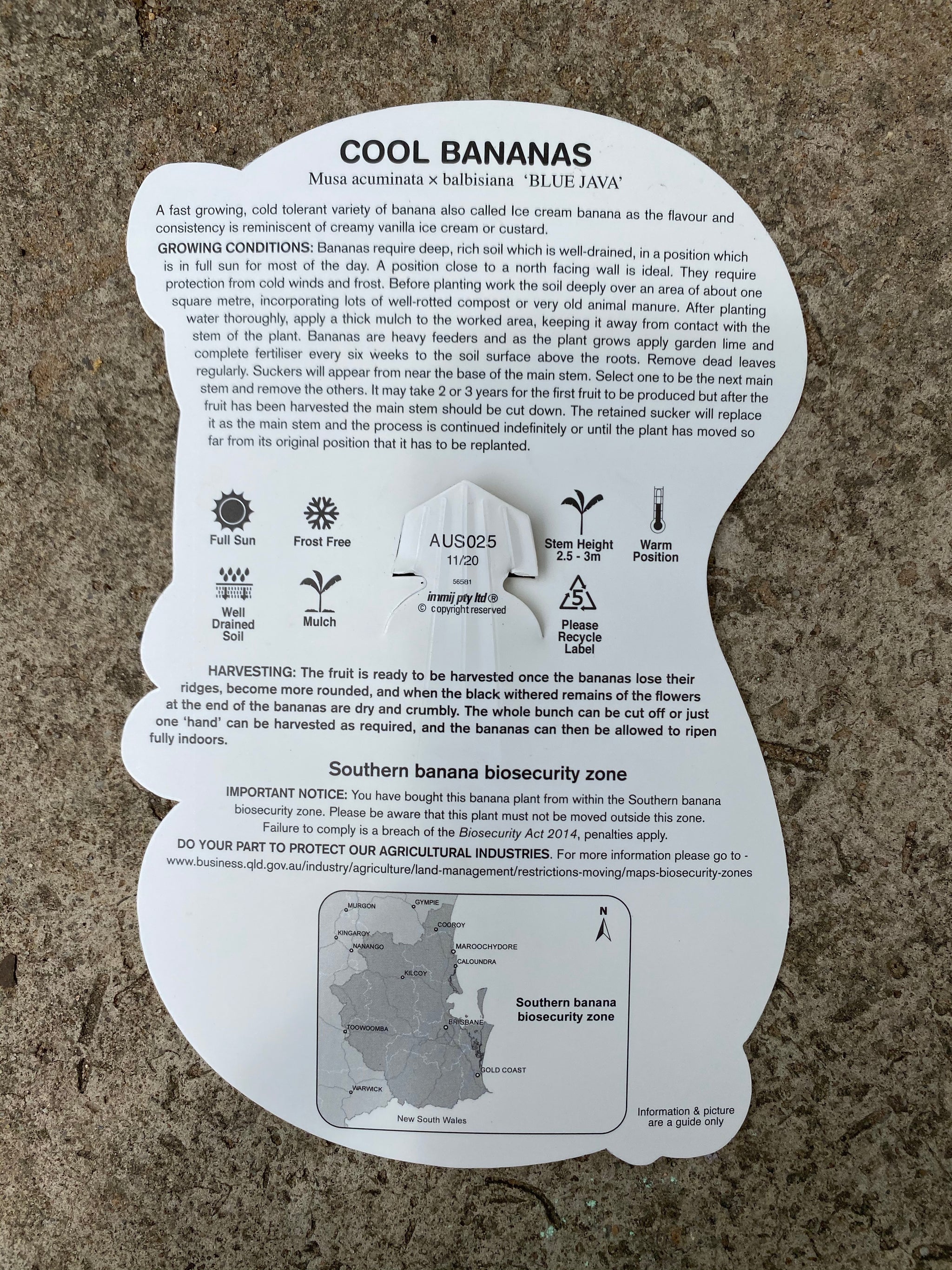 Banana - Blue Java: RESTRICTED TO S.E. QLD – Fruitopia Nursery