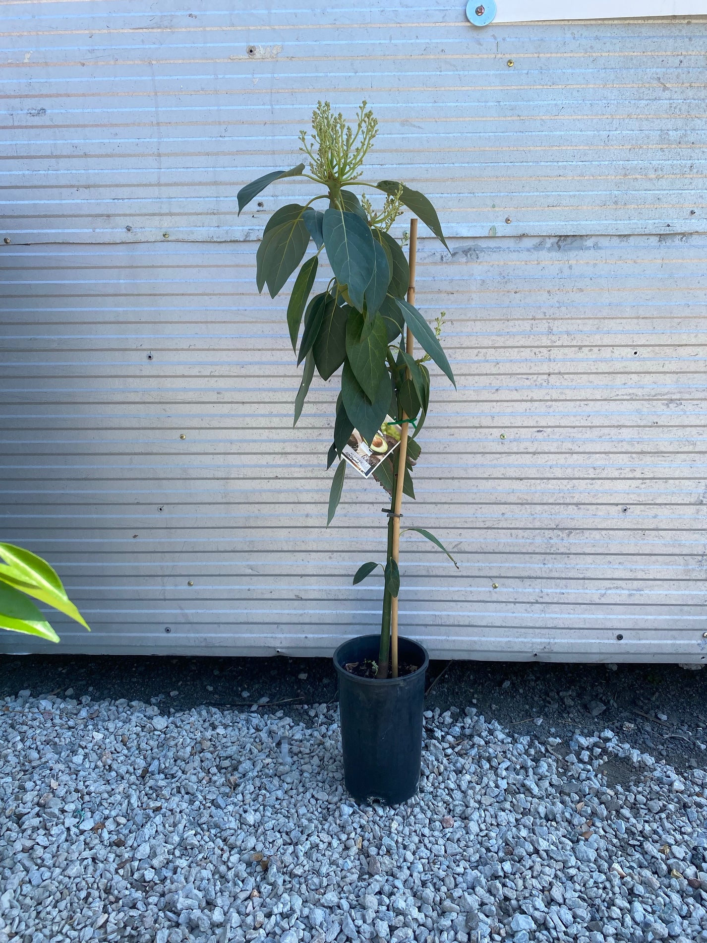 Avocado - Edranol (B Type) – Fruitopia Nursery