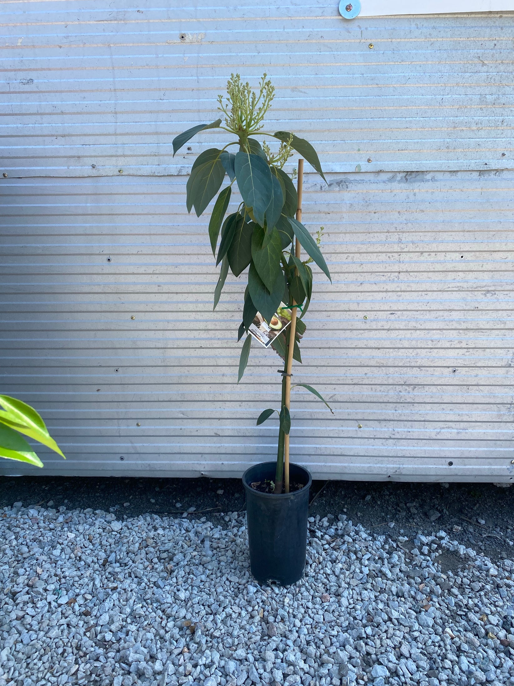 Avocado - Edranol (B Type) – Fruitopia Nursery