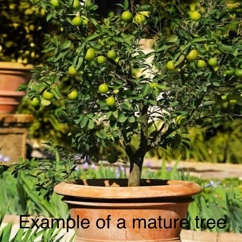 Tahitian Lime - RESTRICTED TO QLD – Fruitopia Nursery