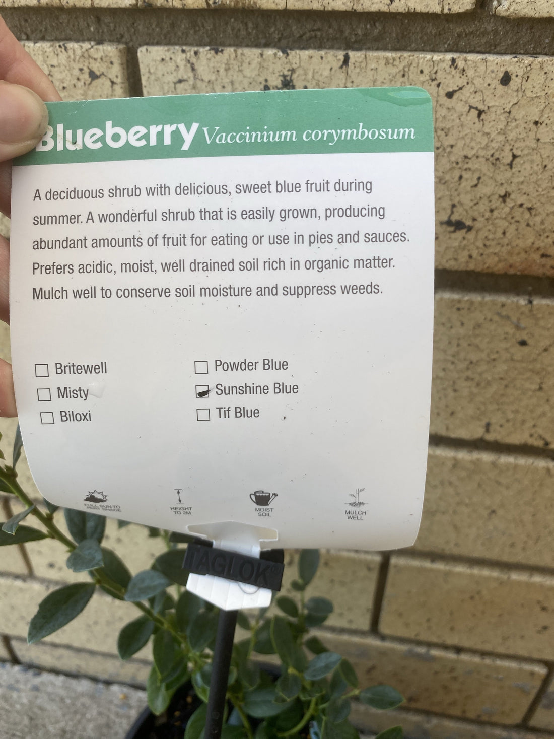 Blueberry- Sunshine Blue – Fruitopia Nursery