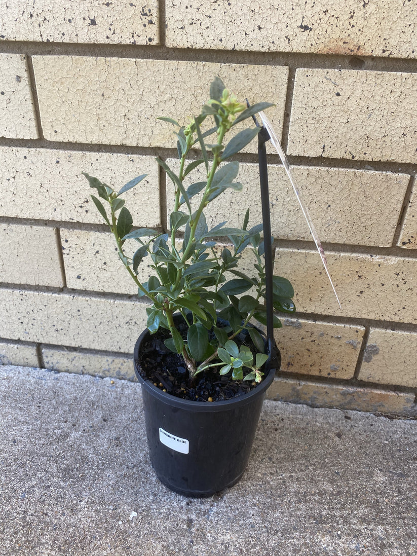 Blueberry- Sunshine Blue – Fruitopia Nursery