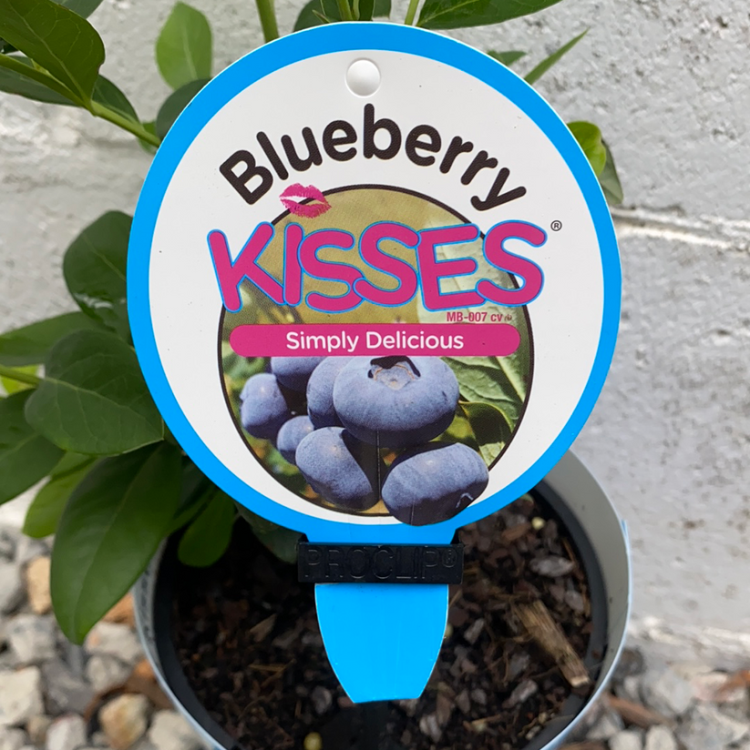 Blueberry - Kisses – Fruitopia Nursery