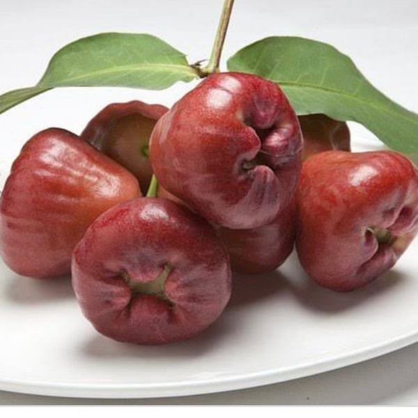 Wax Jambu / Roseapple - Purple – Fruitopia Nursery